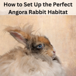 Angora Rabbit Characteristics: A Comprehensive Guide