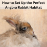 English Angora Rabbit Colors: Genetics, Show Variations & Wool Types