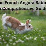 Angora Rabbit Characteristics: A Comprehensive Guide