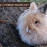 English Angora Rabbit Colors: Genetics, Show Variations & Wool Types