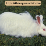 Angora Rabbit Characteristics: A Comprehensive Guide