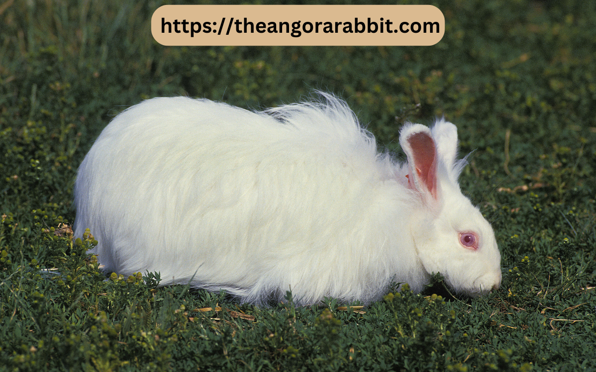 How to Set Up the Perfect Angora Rabbit Habitat ? - The Angora Rabbit