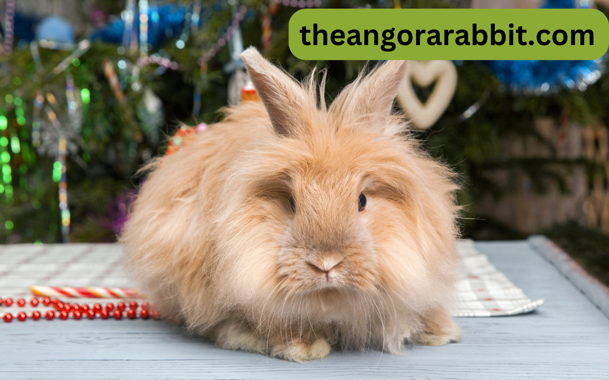 The Angora Rabbit - All About Angora Rabbits