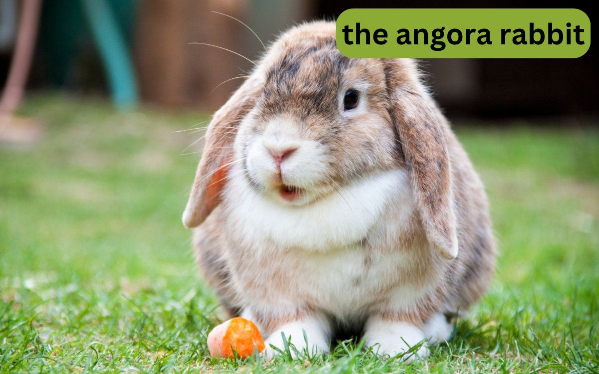 The Angora Rabbit - All About Angora Rabbits