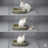 Angora Rabbit Characteristics: A Comprehensive Guide