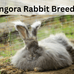 Angora Rabbit Breeds: A Comprehensive Guide to the Fluffiest Rabbits on ...