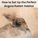 Angora Rabbit Breed Comparison