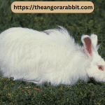 English Angora Rabbit Colors: Genetics, Show Variations & Wool Types